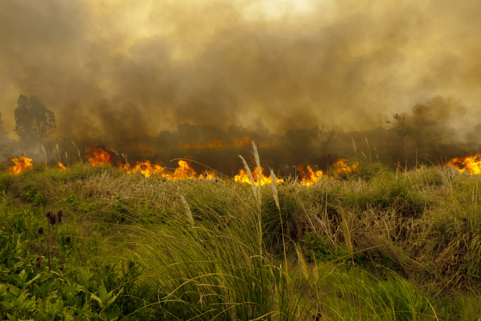 Cómo Prevenir Incendios Forestales Fundación Aquae 4663