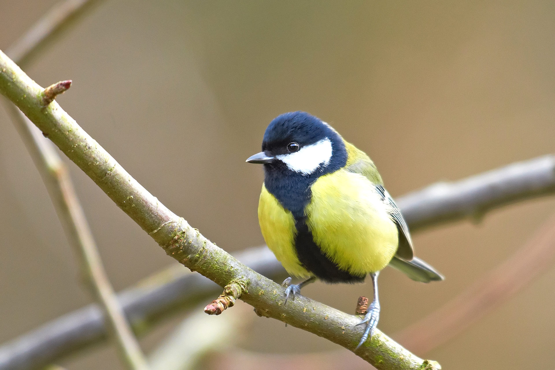 Carbonero común el pájaro más espabilado - Fundación Aquae