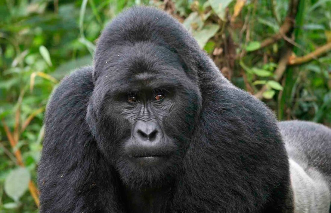10 animales en peligro de extinción | Fundación Aquae