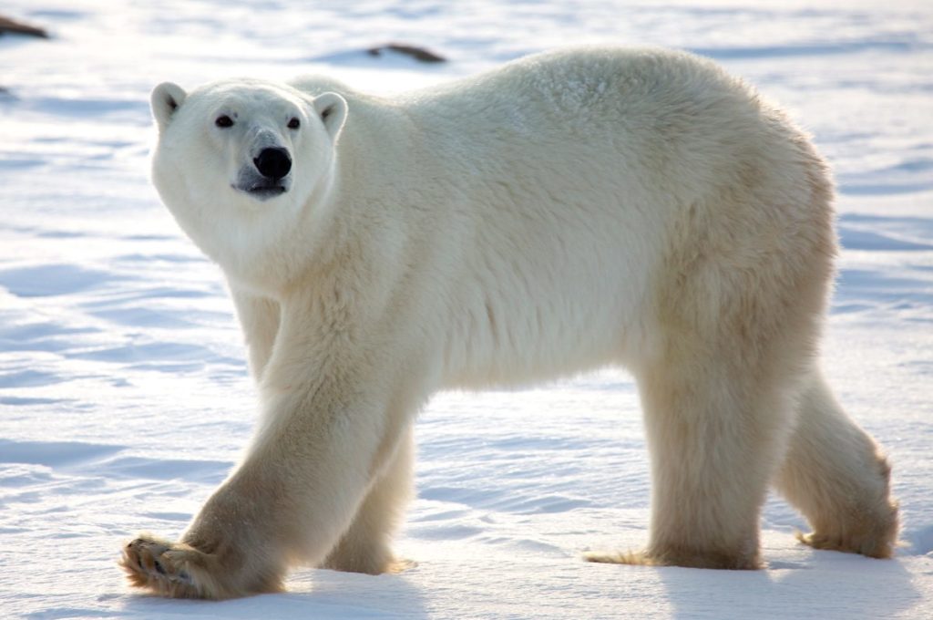 10 animales en peligro de extinción | Fundación Aquae