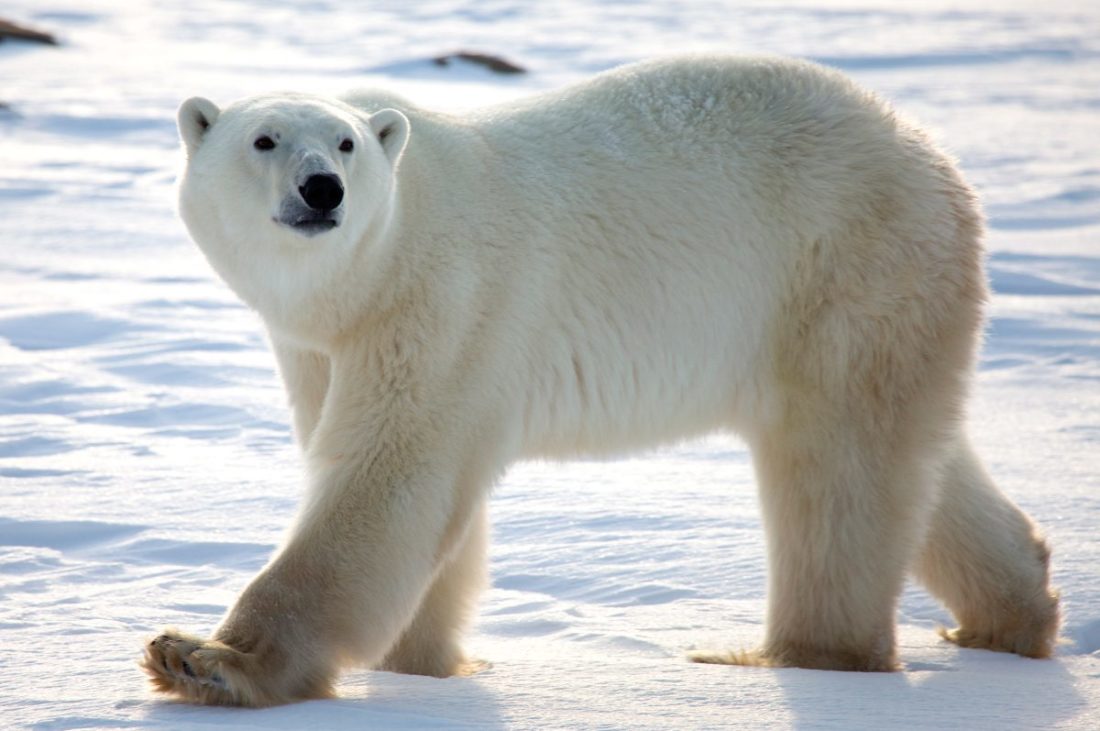 10 animales en peligro de extinción | Fundación Aquae