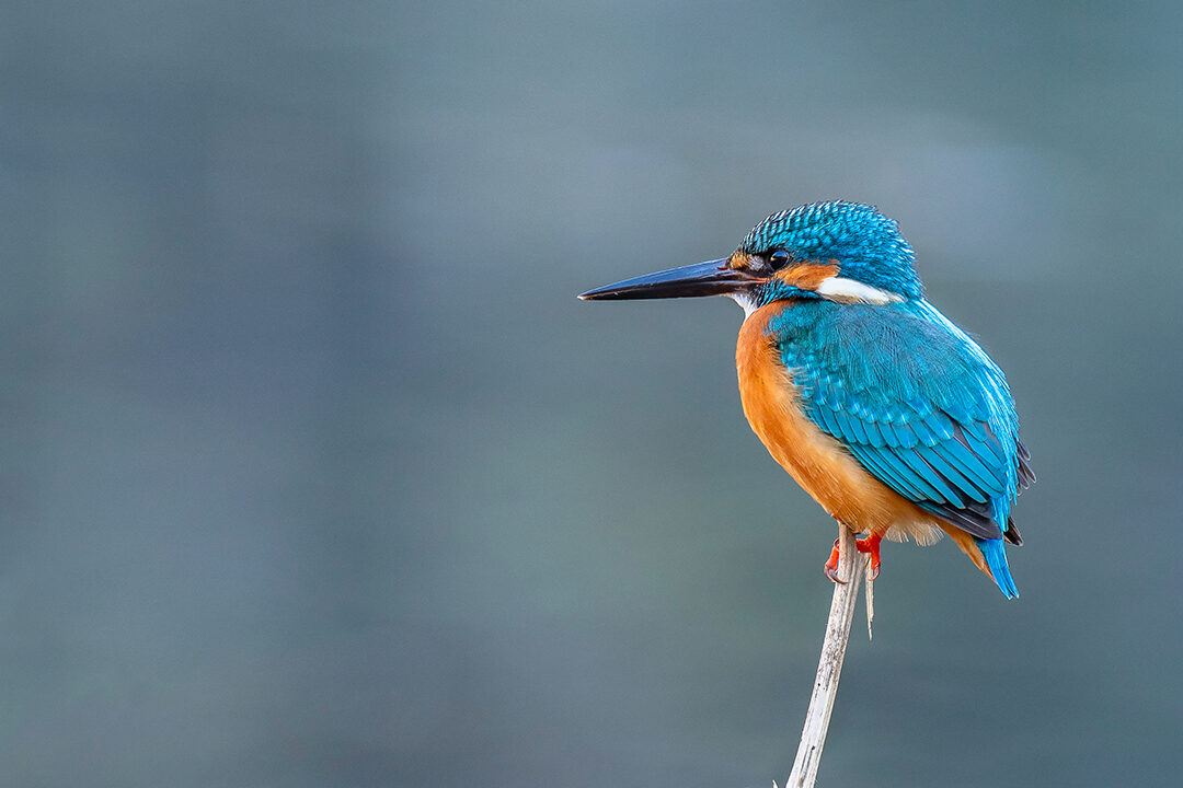 Martín pescador común o alcedo - Fundación Aquae
