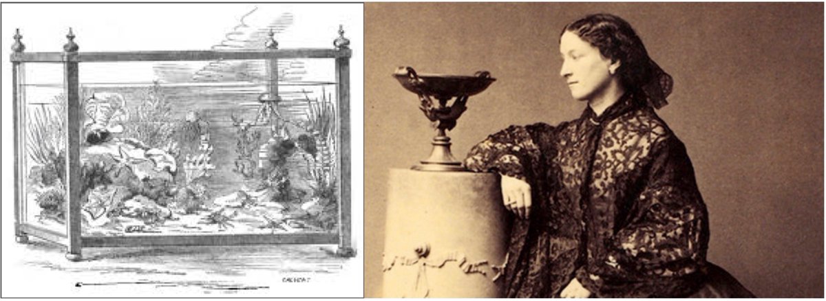 Jeanne Villepreux: Inventora de los acuarios - Fundación Aquae