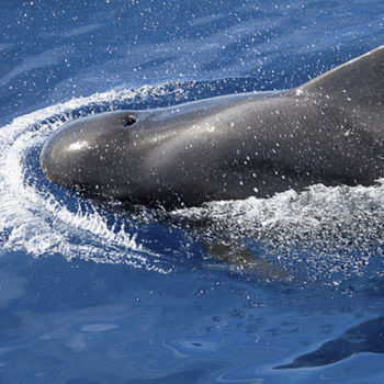 Tiburón solrayo: el tiburón más dócil del mar - Fundación Aquae