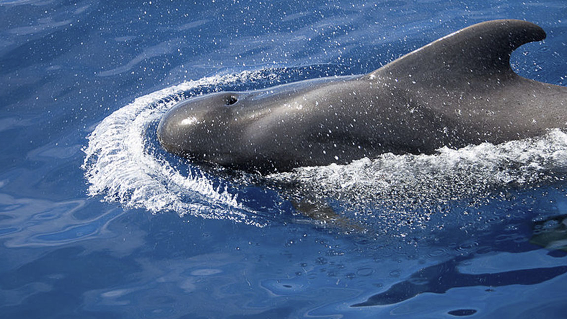 Calderón tropical de Tenerife: en peligro - Fundación Aquae