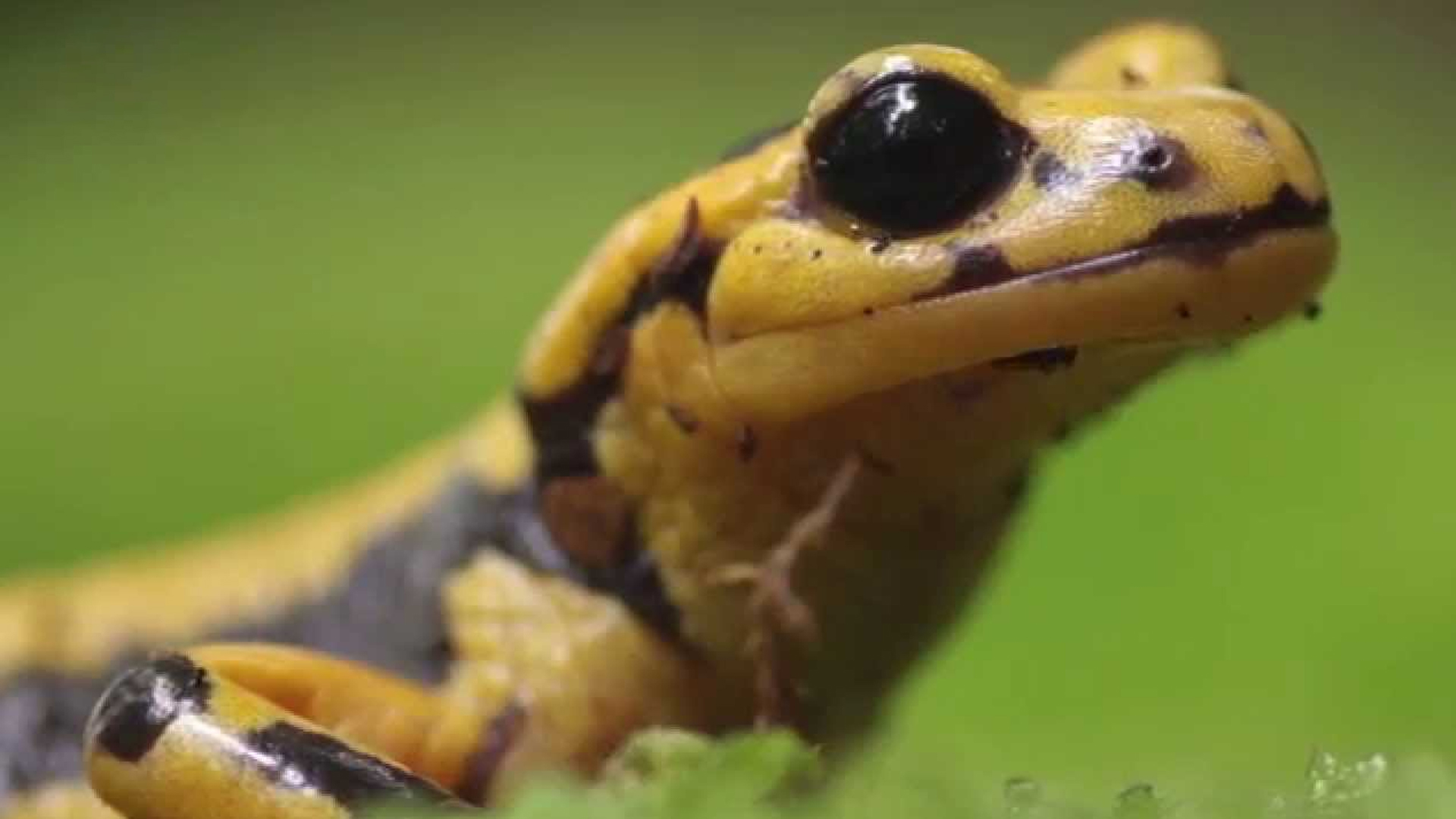 Salamandra Morada Y Amarilla