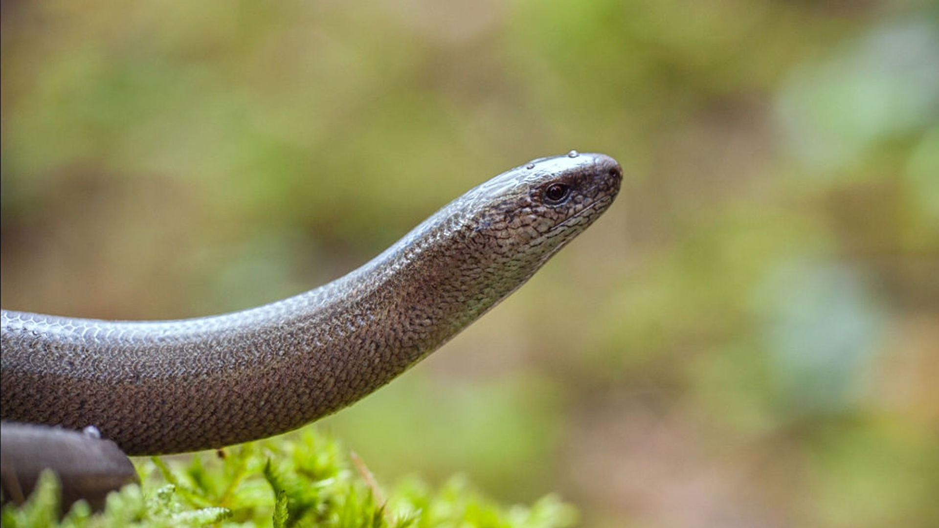 Lución: características del lagarto menos soleado | Fundación Aquae