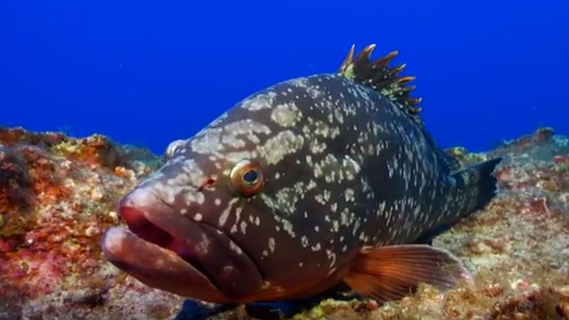 El mero un pez carnívoro y hermafrodita - Fundación Aquae