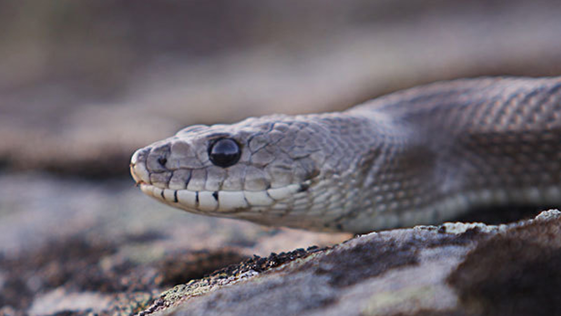Culebra de escalera: su viaje a Formentera en un olivo | Fundación Aquae