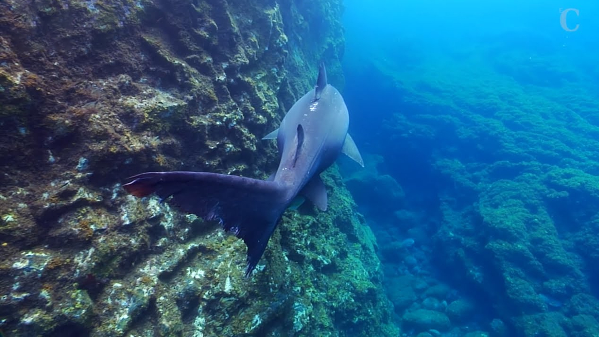 Tiburón solrayo: el tiburón más dócil del mar - Fundación Aquae