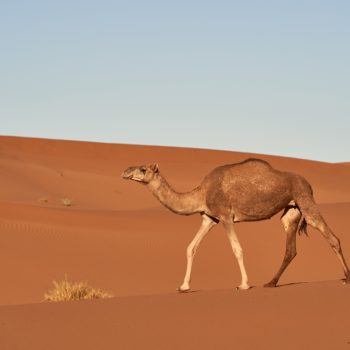Madrevieja, el cauce de un río seco - Fundación Aquae