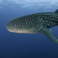 Tiburón solrayo: el tiburón más dócil del mar - Fundación Aquae