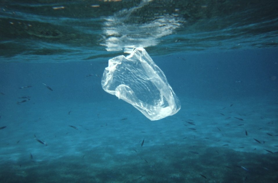 Microplásticos en los océanos y larvas de peces - Fundación Aquae