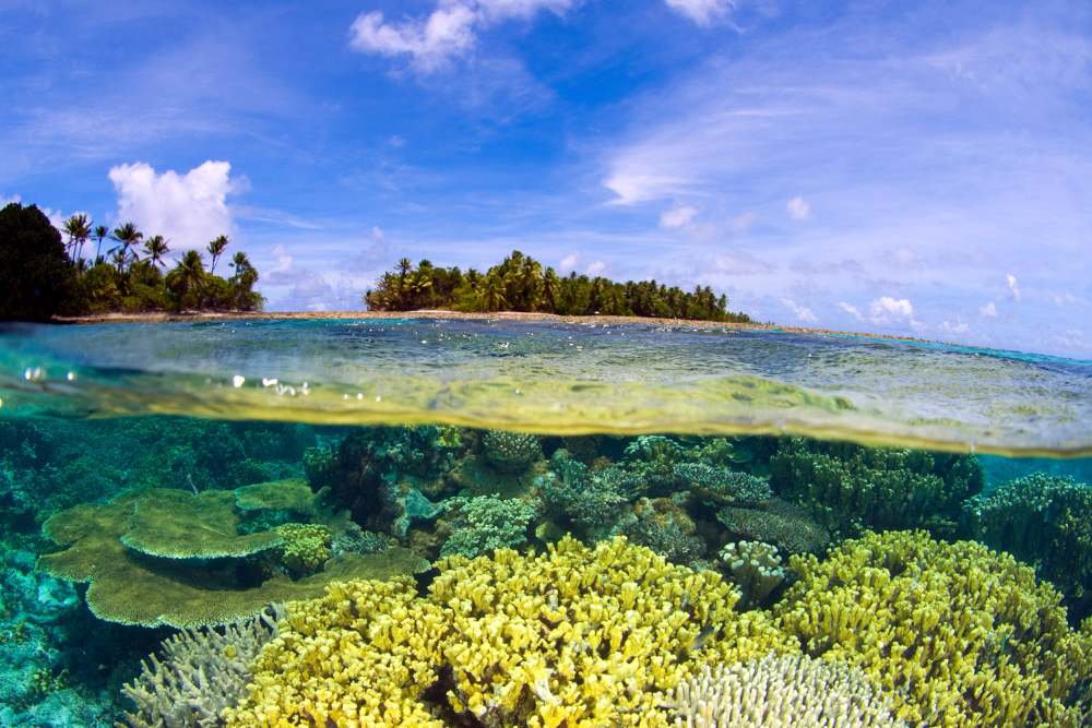 Carbono azul, clave contra el cambio climático - Fundación Aquae