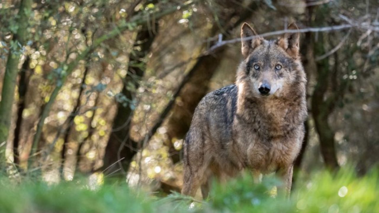 El LOBO IBÉRICO es el animal más bonito e impresionante de ESPAÑA ...