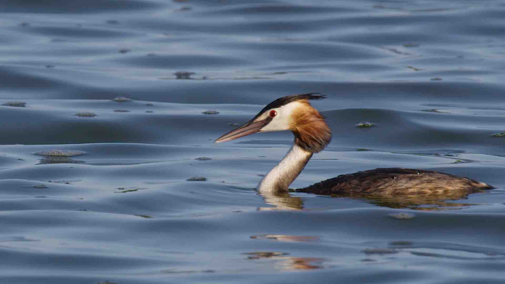 Somormujo: curiosidades de un pez con alas - Fundación Aquae