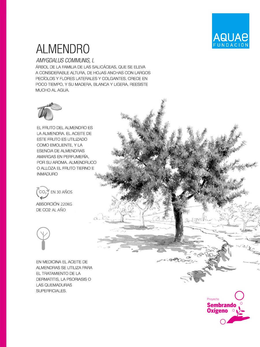 El almendro en flor anuncia la primavera - Fundación Aquae