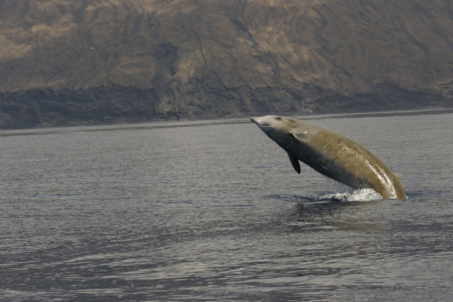 Zifios: grandes desconocidos del mar - Fundación Aquae