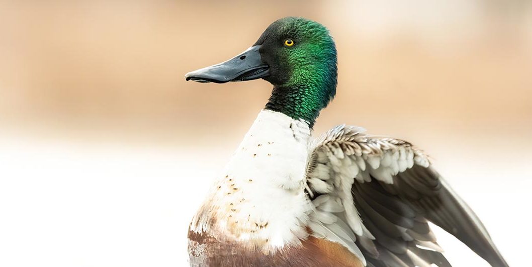 El Pato De Movimiento