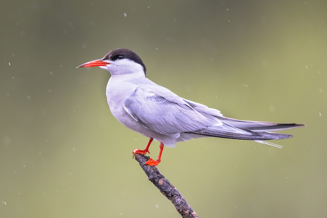 El charrán común localiza peces desde el cielo - Fundación Aquae