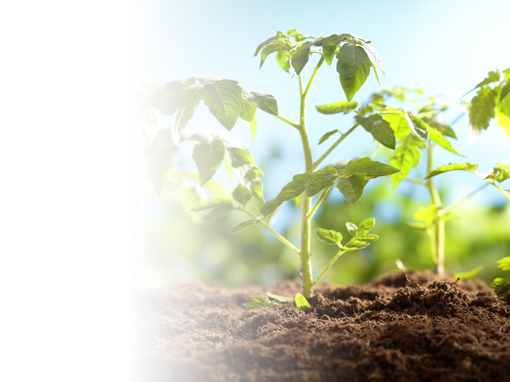 Fotosíntesis: agua + sales + luz = energía - Fundación Aquae