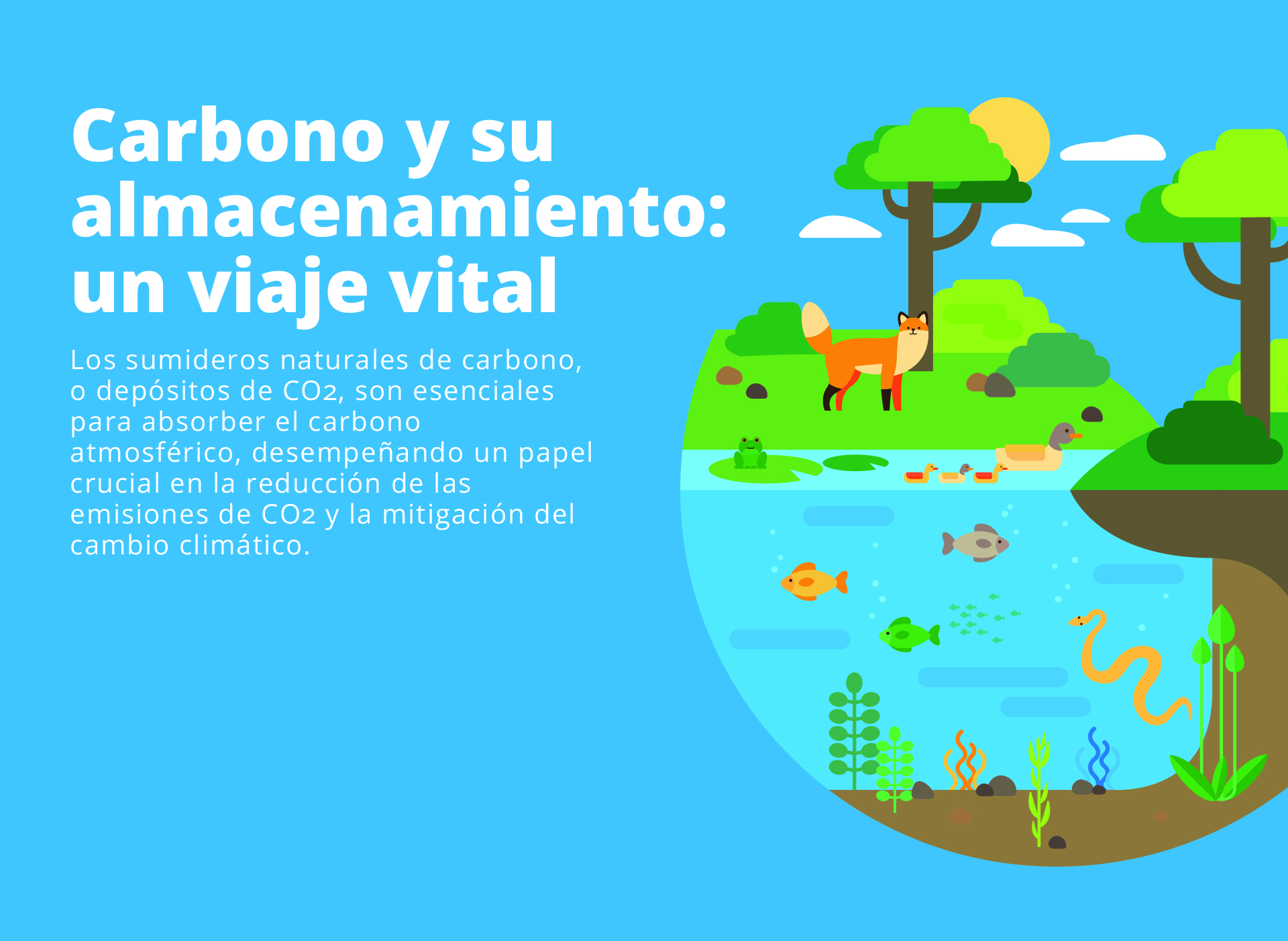 Informacion Sobre Sumideros