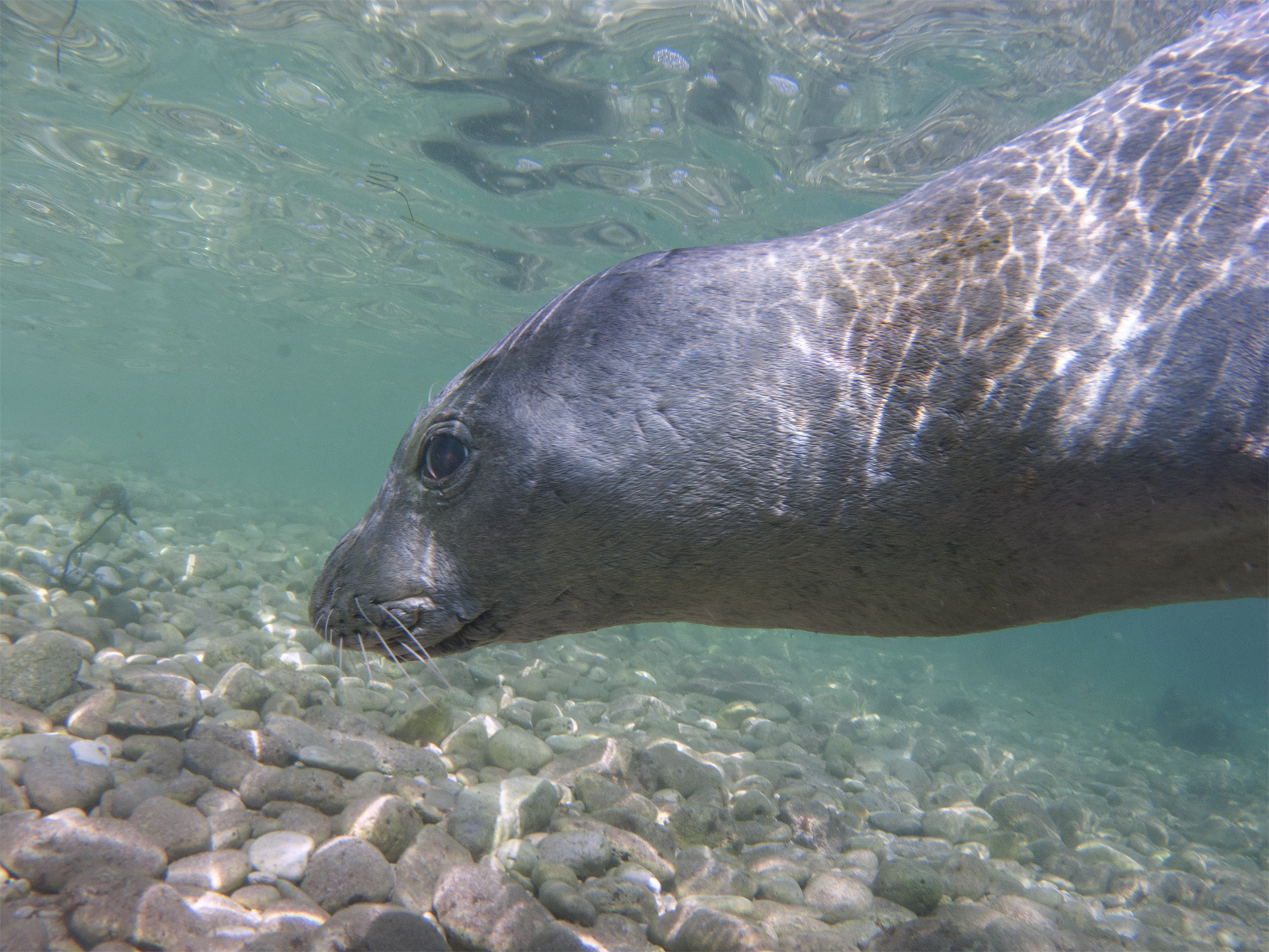 ¿Conoces a la foca monje del Mediterráneo?
