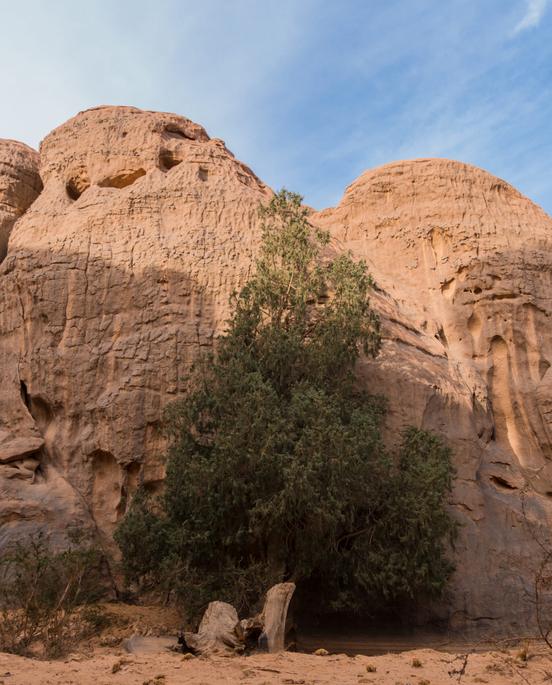 El ‘tarout’ o ciprés del desierto, el árbol más amenazado del mundo